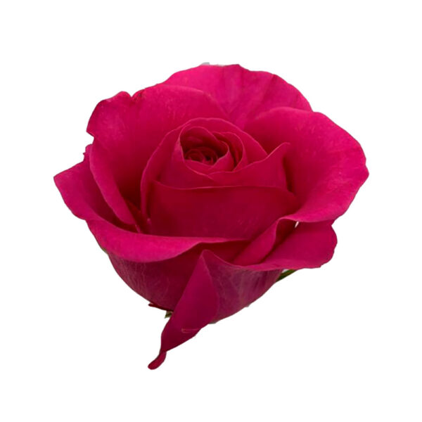 Pink Floyd - ROSAS DEL MANZANO